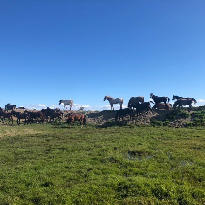 South America Inside: Farm Work in Patagonia, Chile