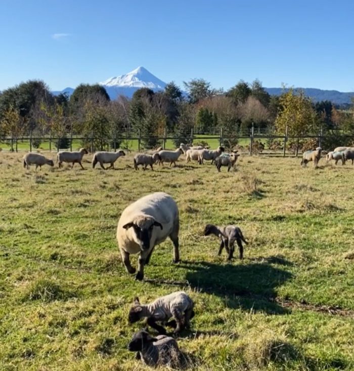 South America Inside: Volunteering on a farm in Southern Chile