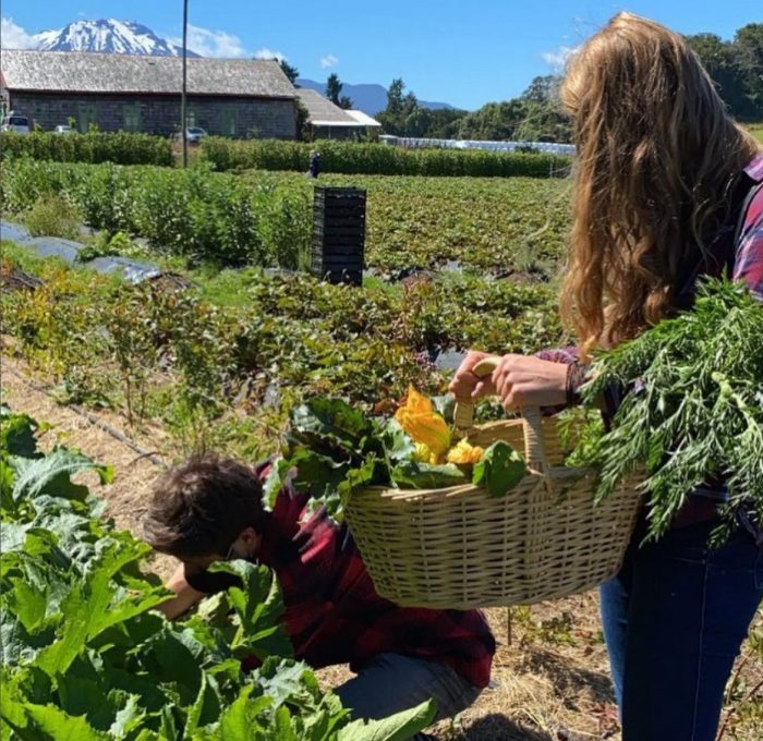 South America Inside: Volunteering on a farm in Southern Chile