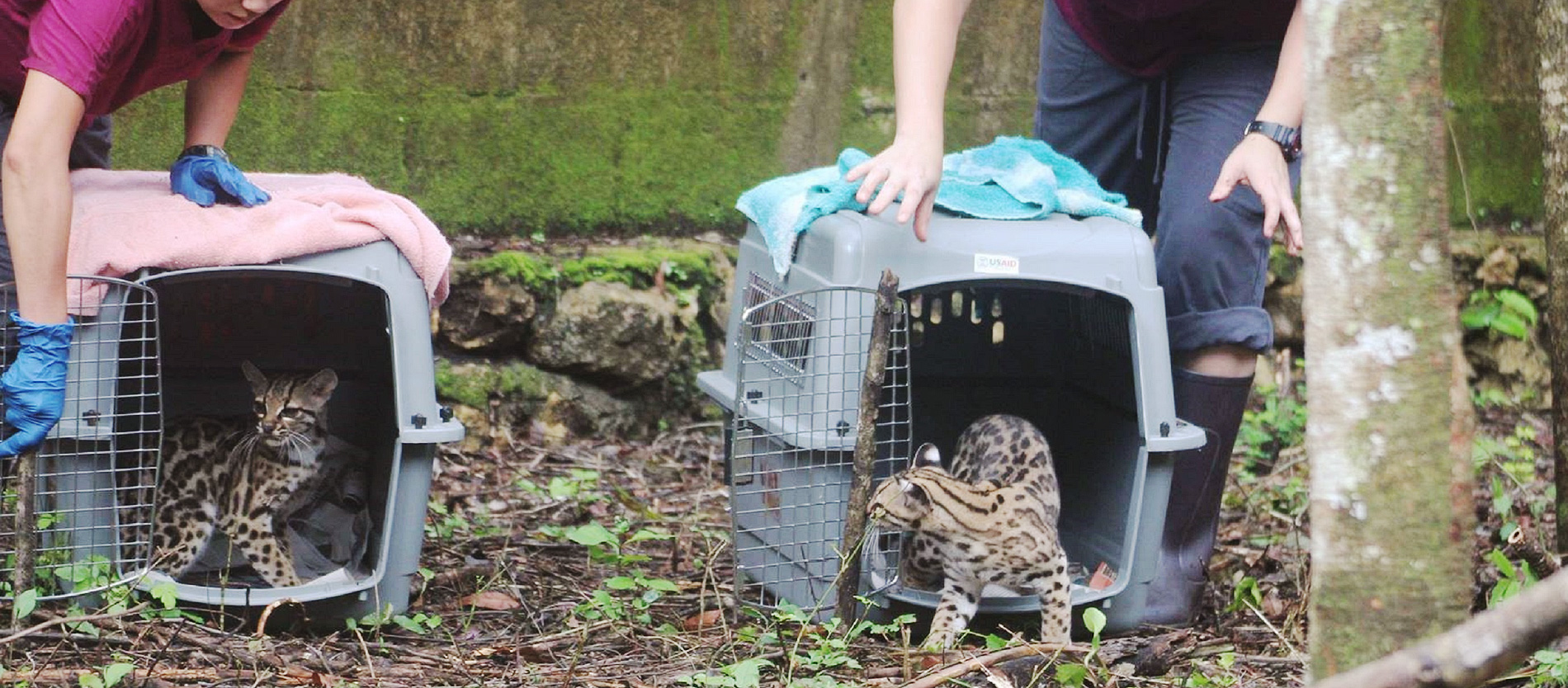 Volunteer Work Animal Welfare - South America Inside