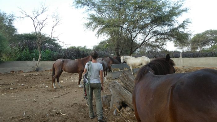 Farm Work with horses in Peru - South America Inside
