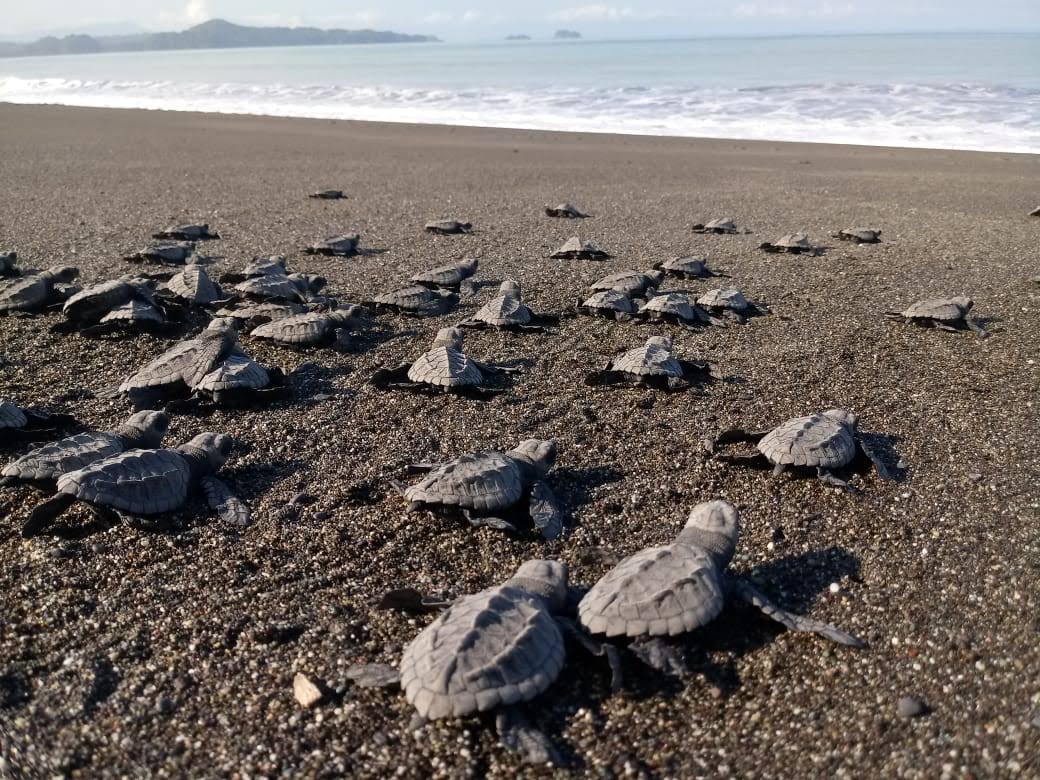 Volunteering with Sea Turtles in Panama - South America Inside